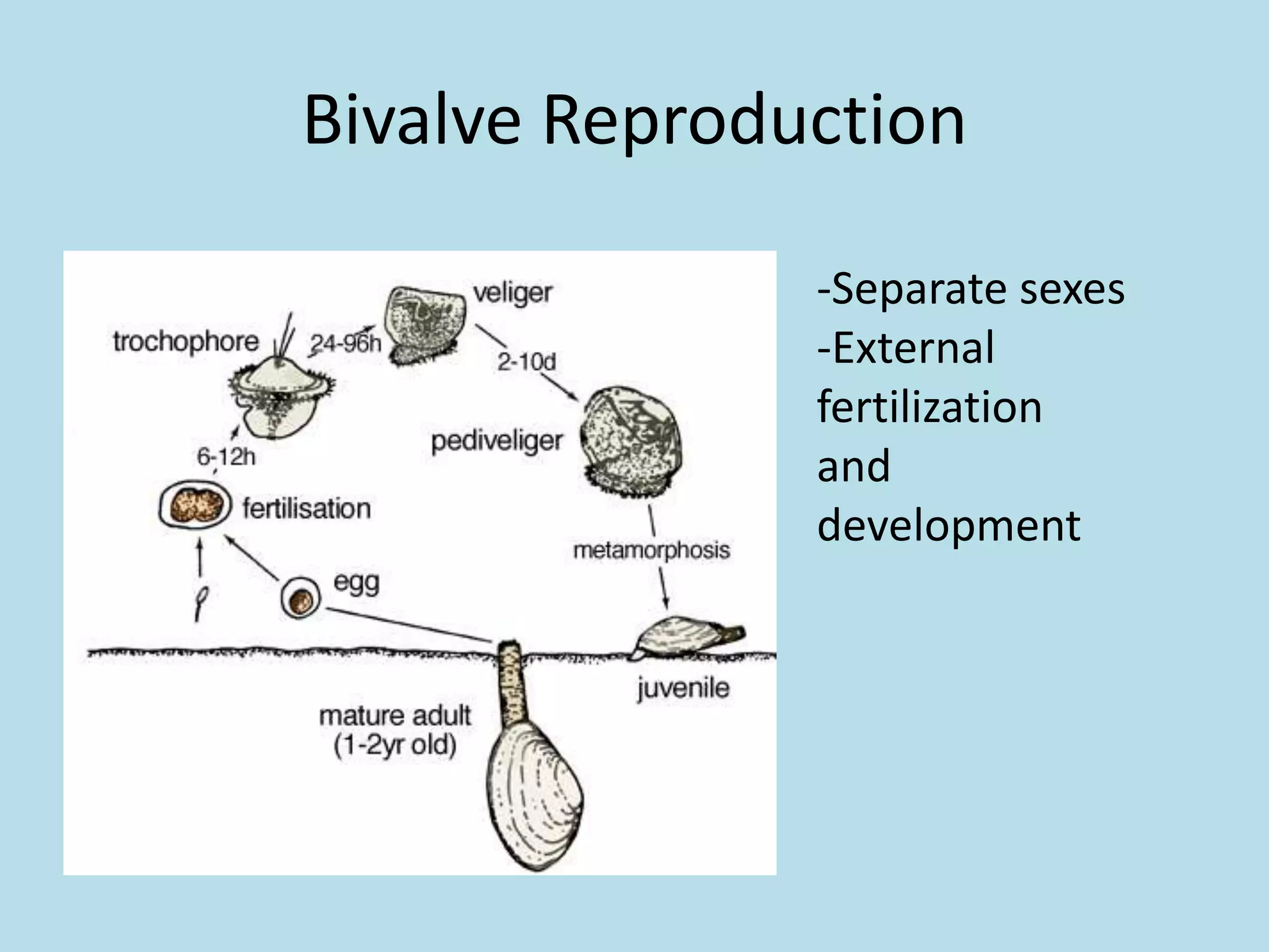The bivalves | PPTX