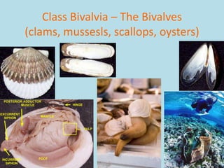 The bivalves | PPTX