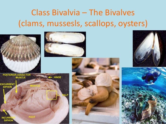 The bivalves