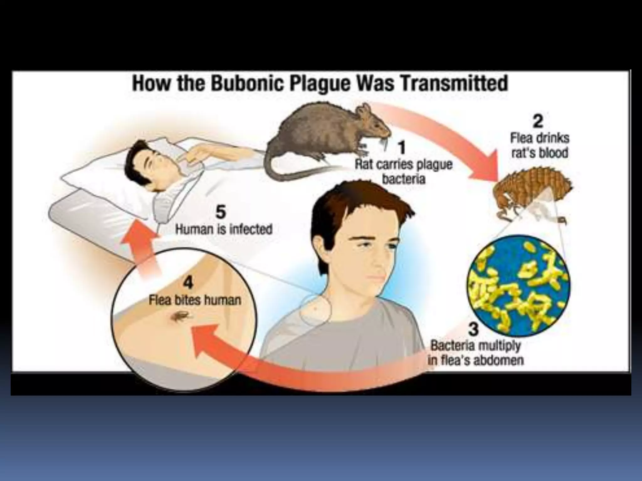 The Black Death | PPTX