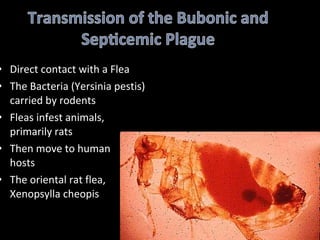 The black death2008 | PPT