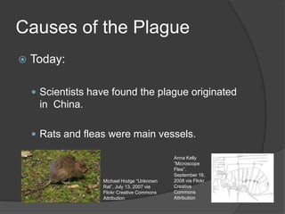 The black death in 14th century europe2 | PPT