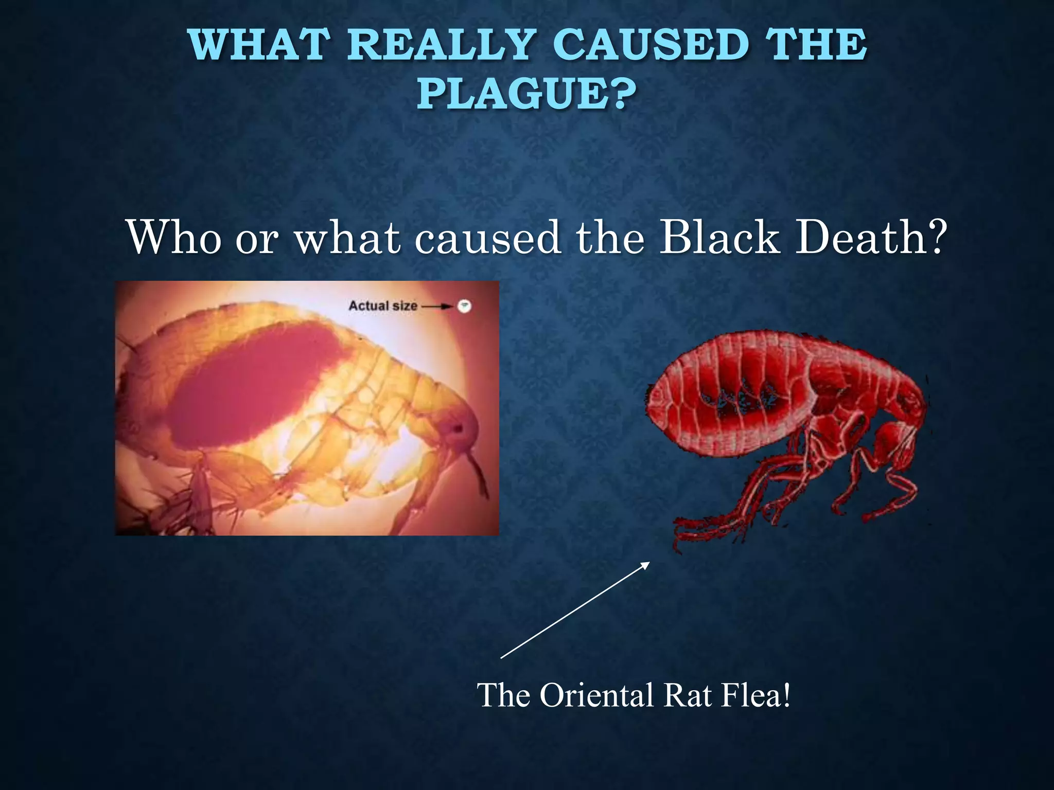 The_Black_Death_Intro.ppt