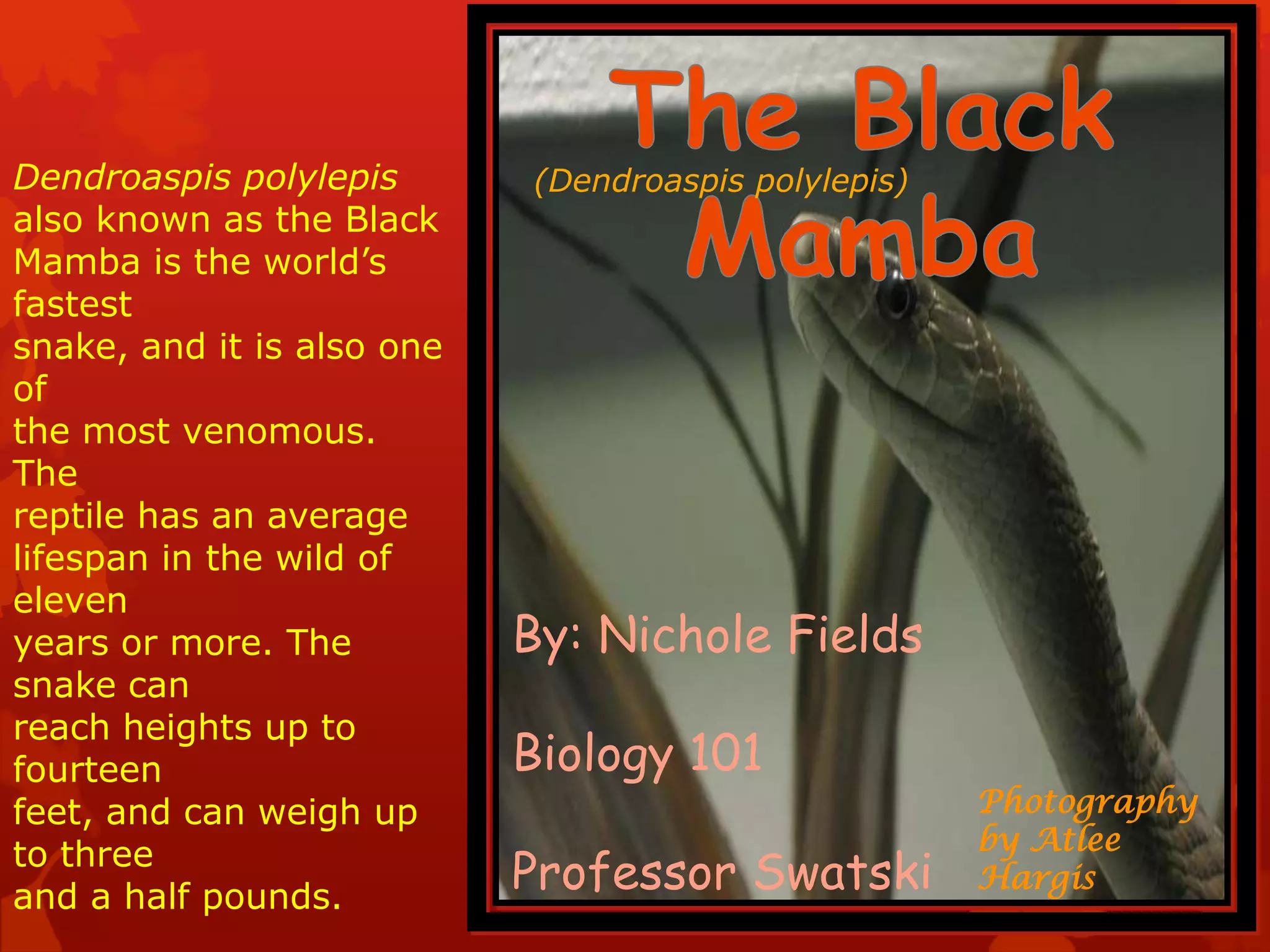 The black mamba project | PPTX