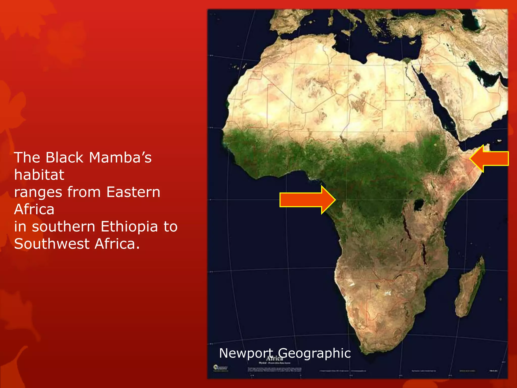 The black mamba project | PPTX
