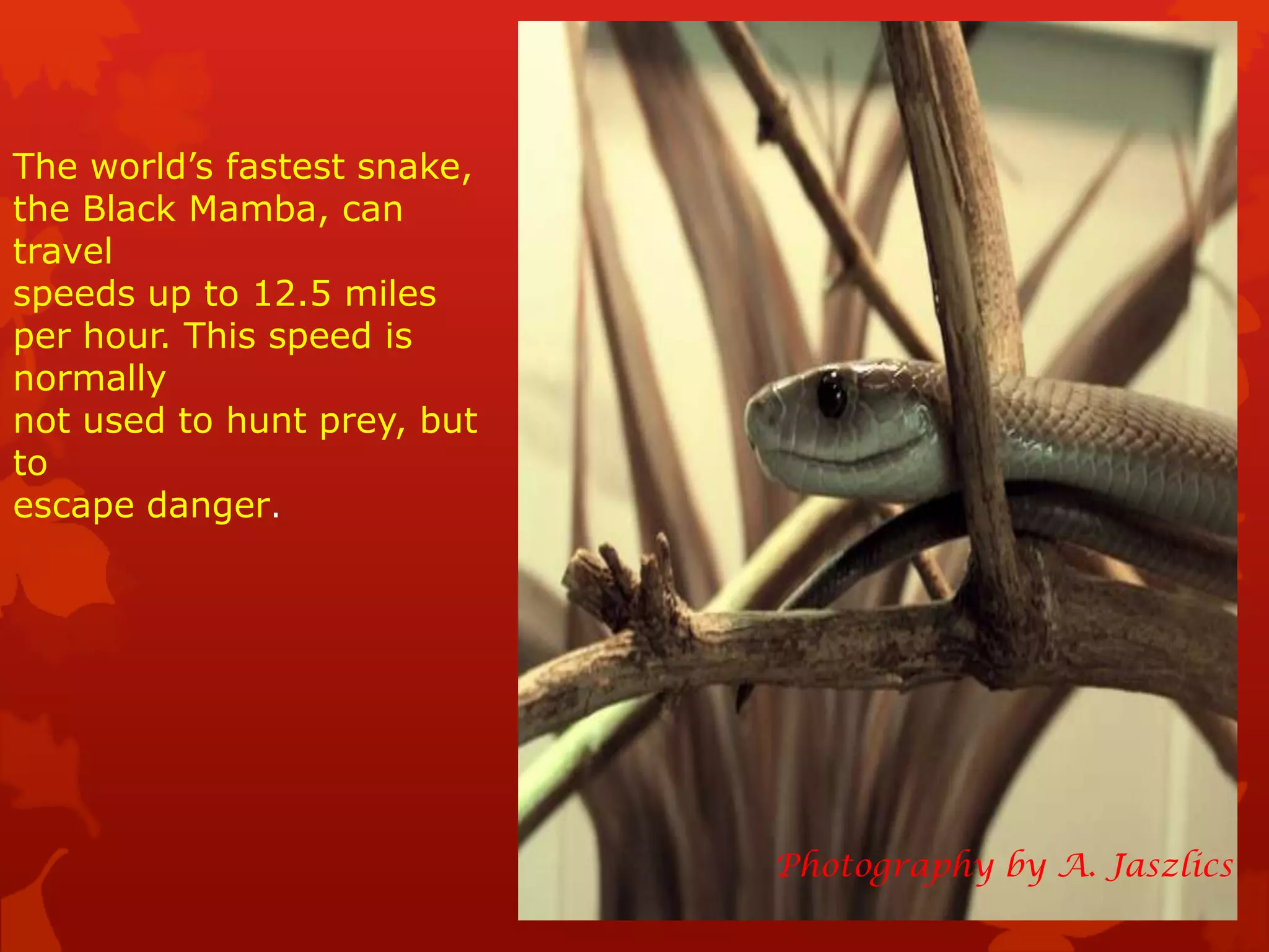 The black mamba project | PPTX