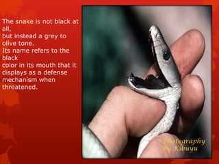 The black mamba project | PPTX