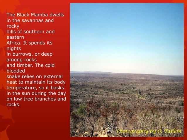 The black mamba project | PPT