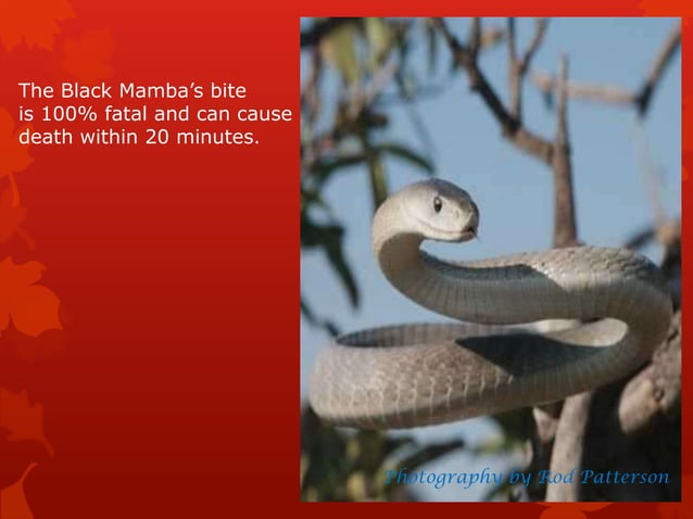 The black mamba project | PPT