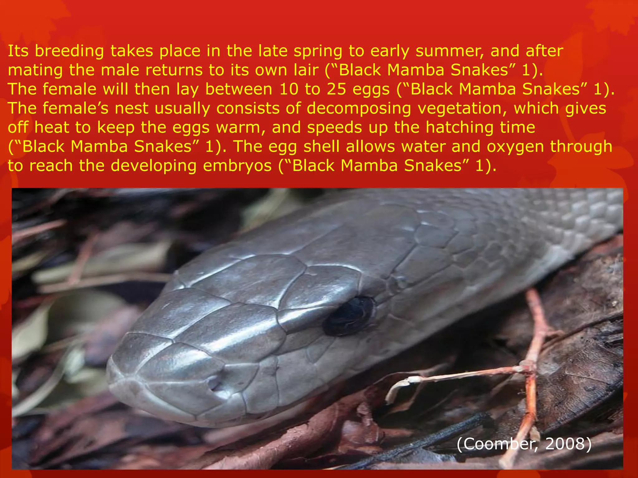 The black mamba project | PDF