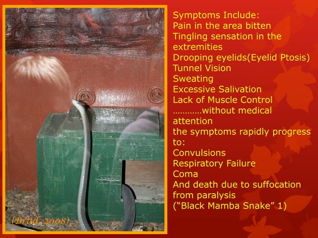 The black mamba project | PDF