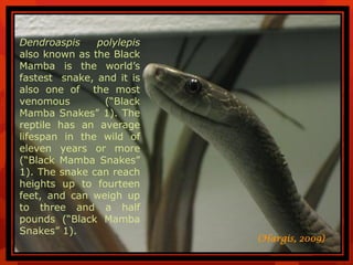 The black mamba project | PDF