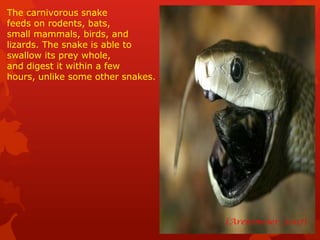 The black mamba project | PDF