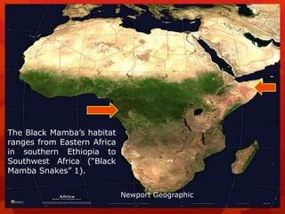 The black mamba project | PDF