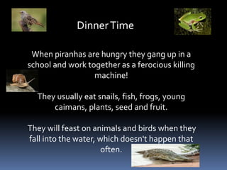 The black piranha mitchell | PPTX