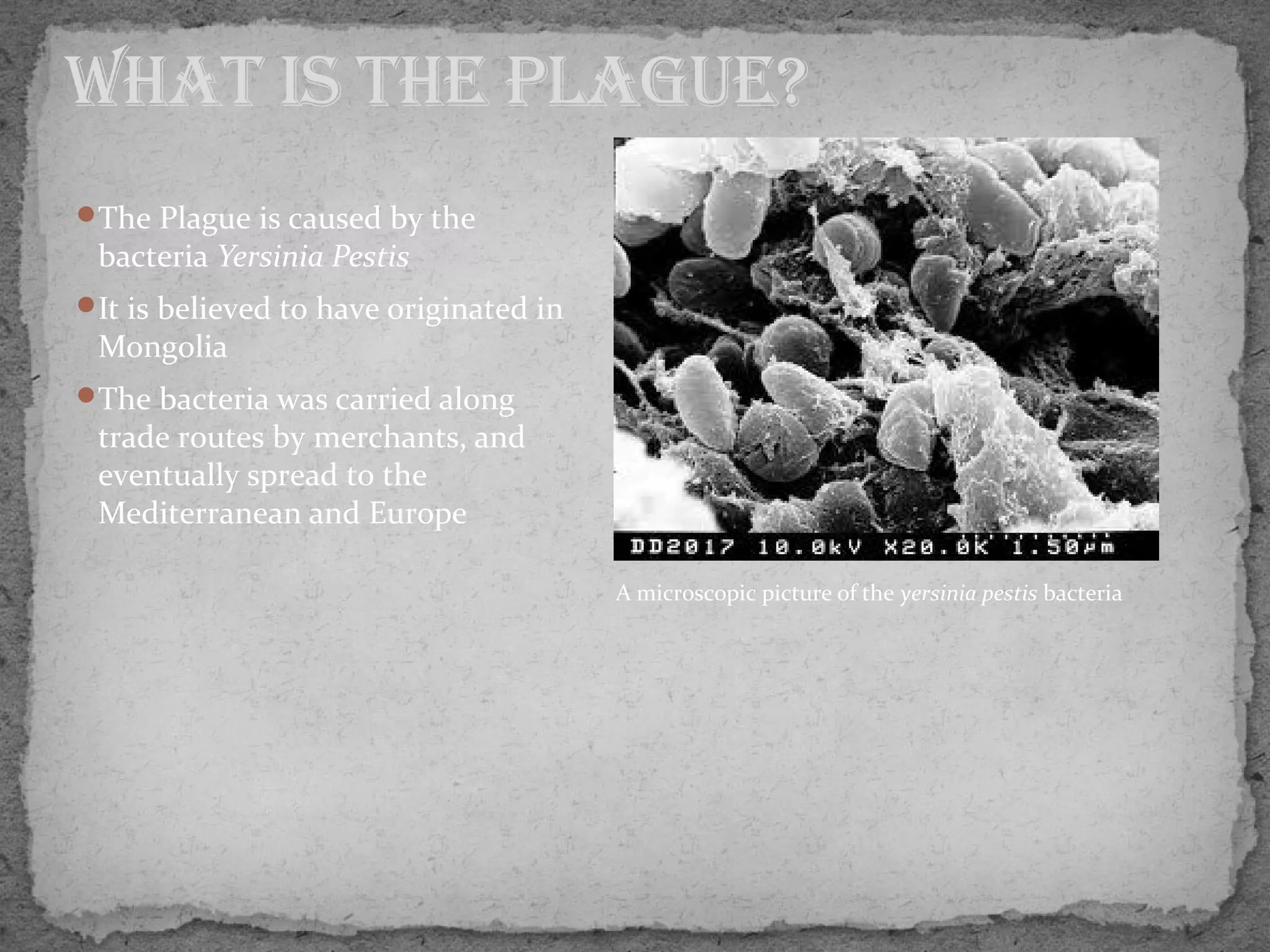 The black plague | PPT
