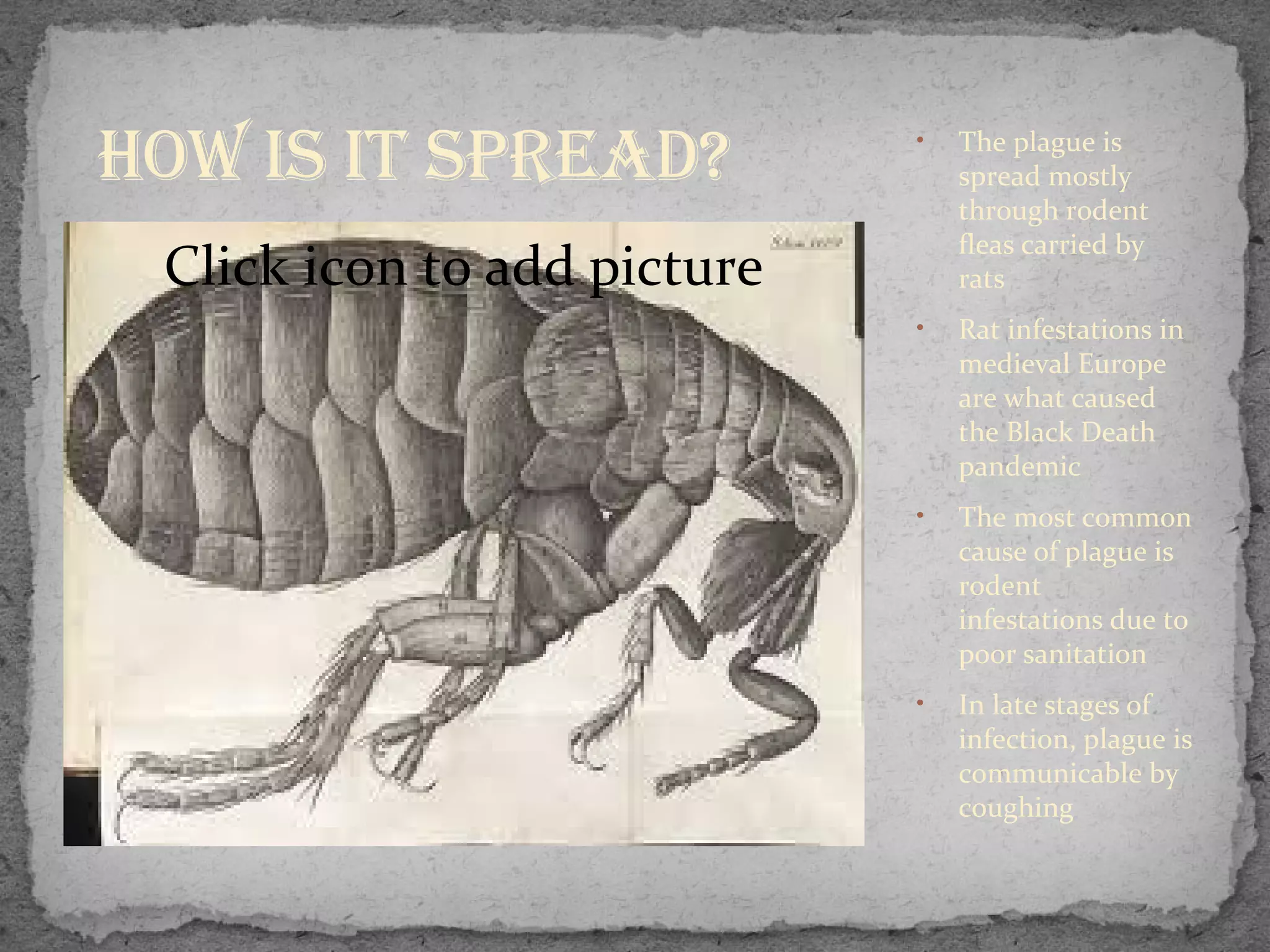 The black plague | PPT | Free Download