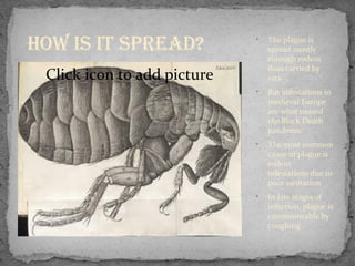 The black plague | PPT