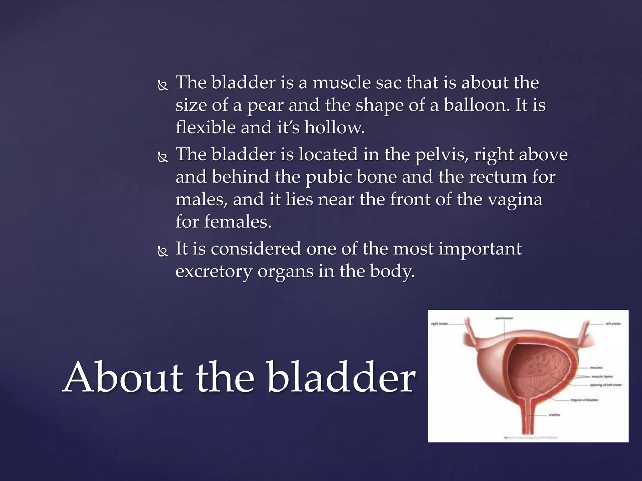 The bladder monirah al khudari | PPTX