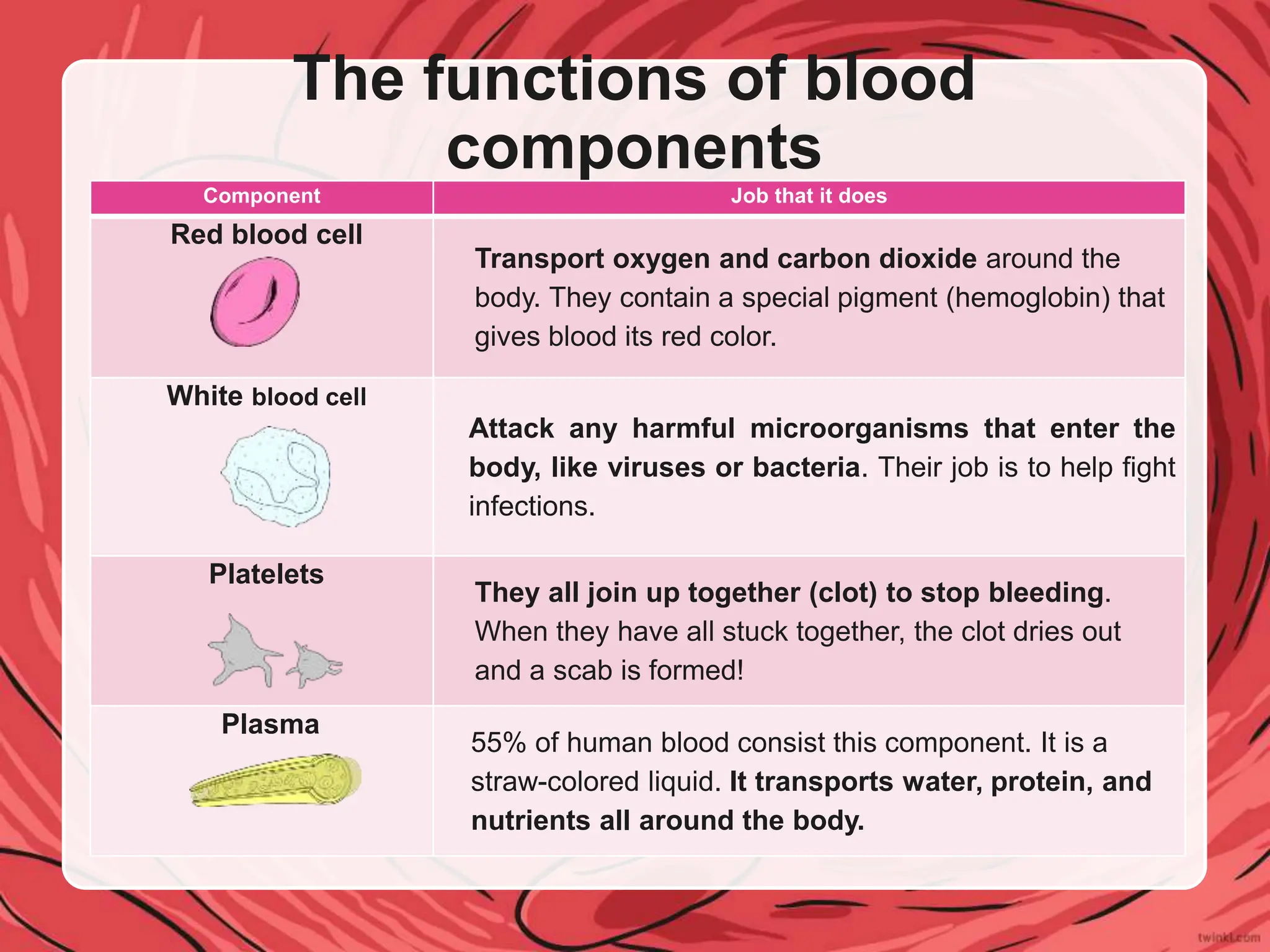 The blood's component and functions-blood | PPT