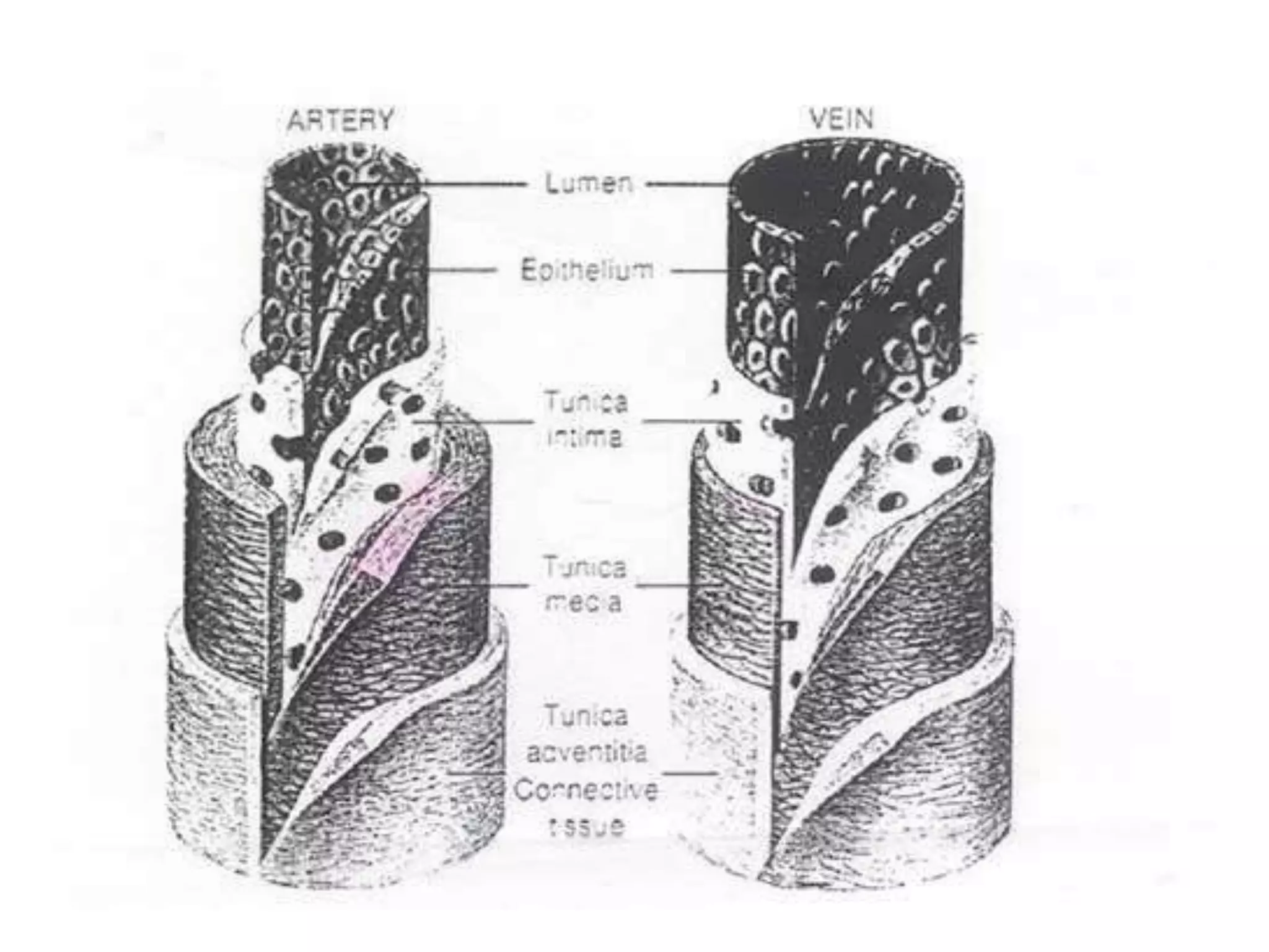 The blood circulatory system IGCSE | PPTX