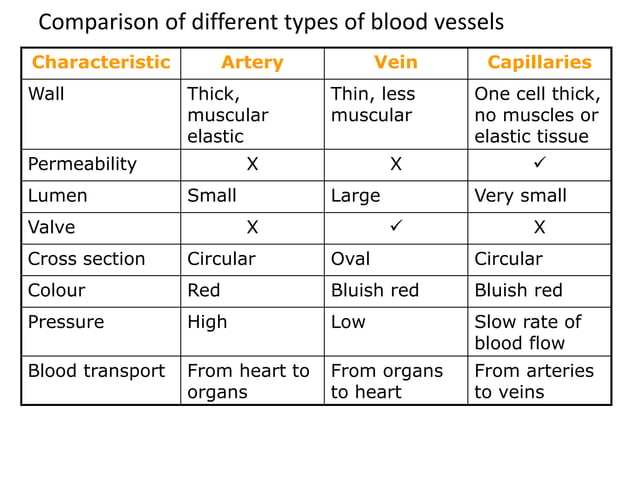 The blood circulatory system IGCSE | PPTX | Heart and Cardiovascular ...