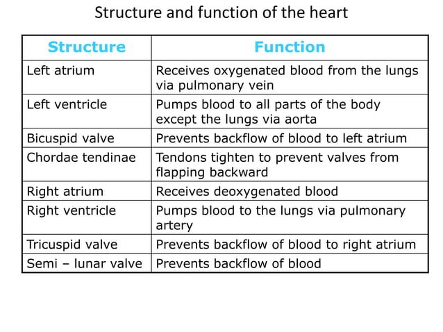 The blood circulatory system IGCSE | PPTX | Heart and Cardiovascular ...