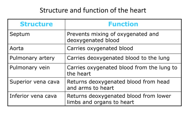 The blood circulatory system IGCSE | PPTX | Heart and Cardiovascular ...