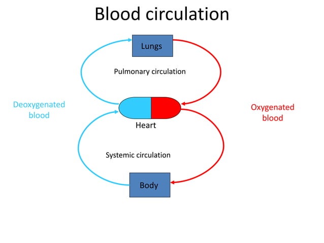 The blood circulatory system IGCSE | PPTX | Heart and Cardiovascular ...