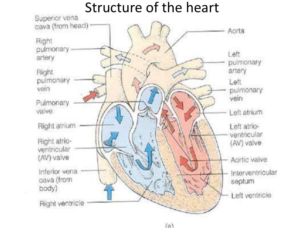 The blood circulatory system IGCSE