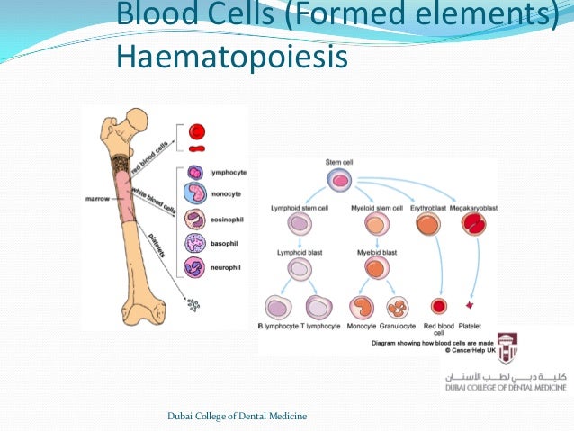 The blood core final