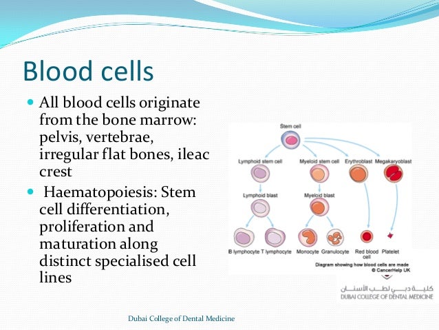 The blood core final