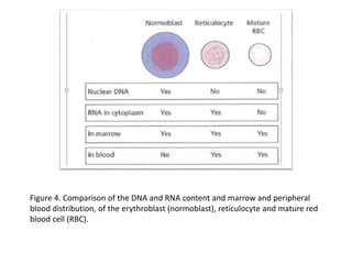 respiration.....The blood MBBS 200L.pptx | Blood Disorders | Diseases ...