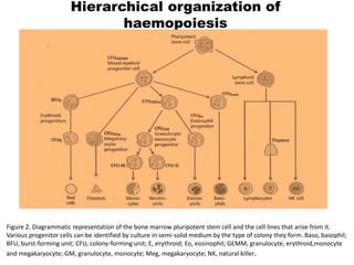 respiration.....The blood MBBS 200L.pptx | Blood Disorders | Diseases ...