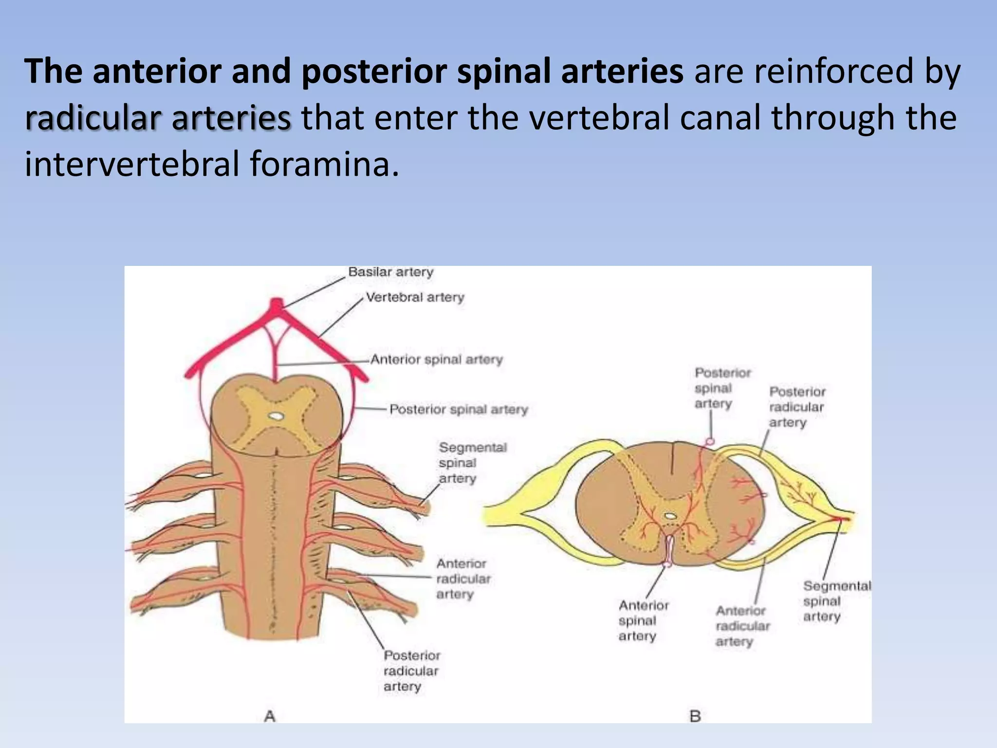 The blood supply of the brain and spinal cord | PPTX