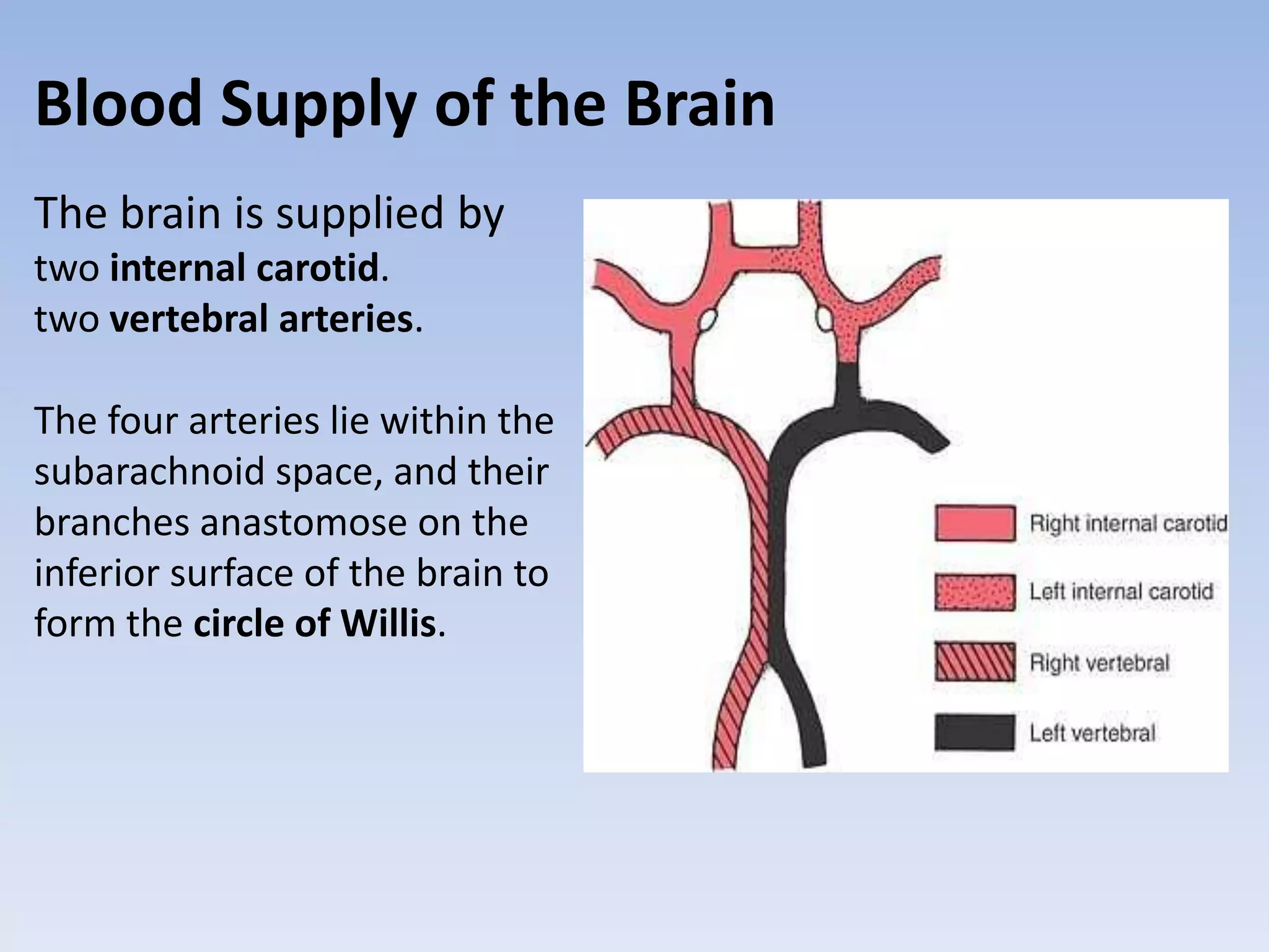 The blood supply of the brain and spinal cord | PPTX