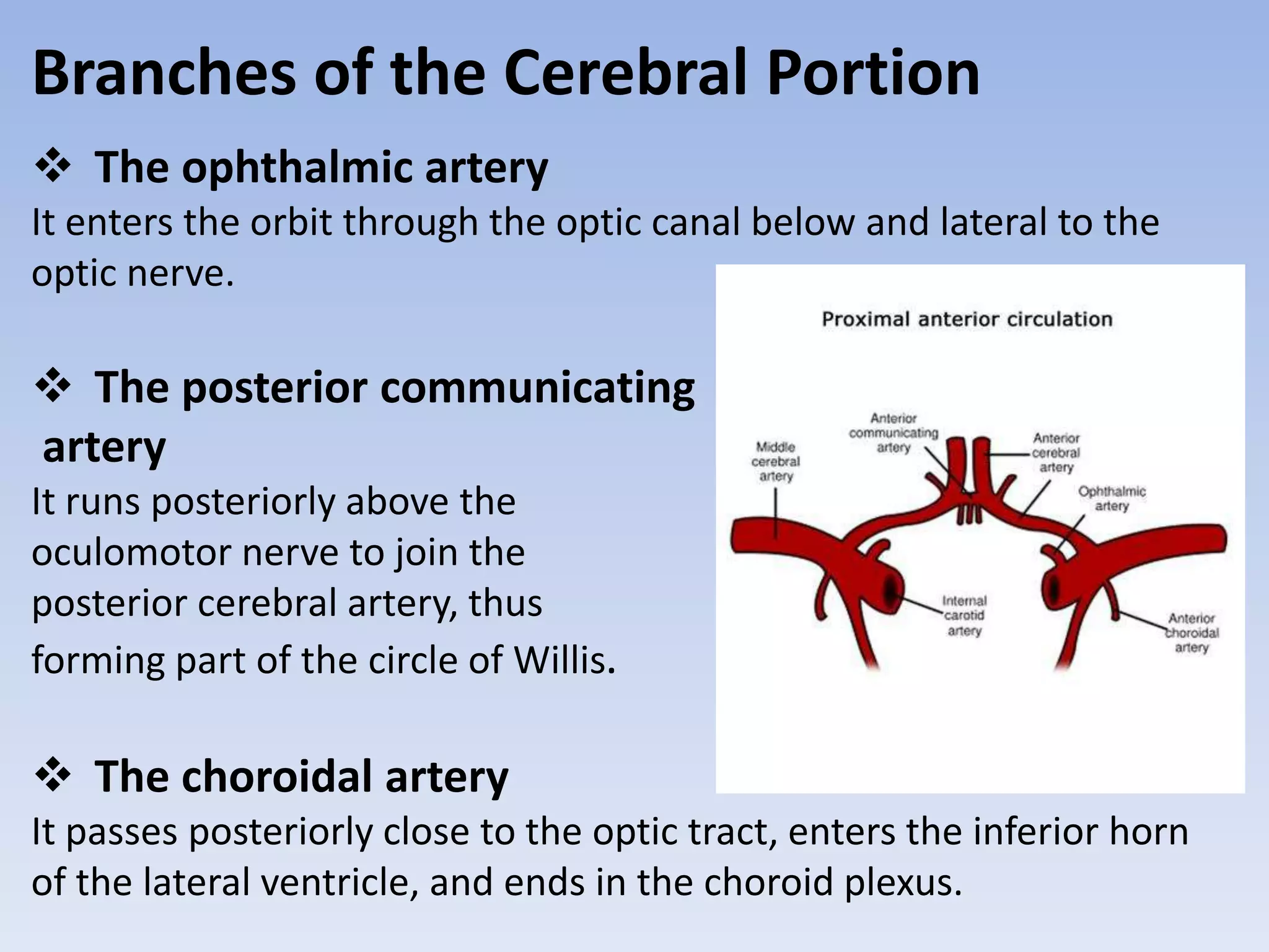 The blood supply of the brain and spinal cord | PPTX