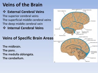 The blood supply of the brain and spinal cord | PPTX