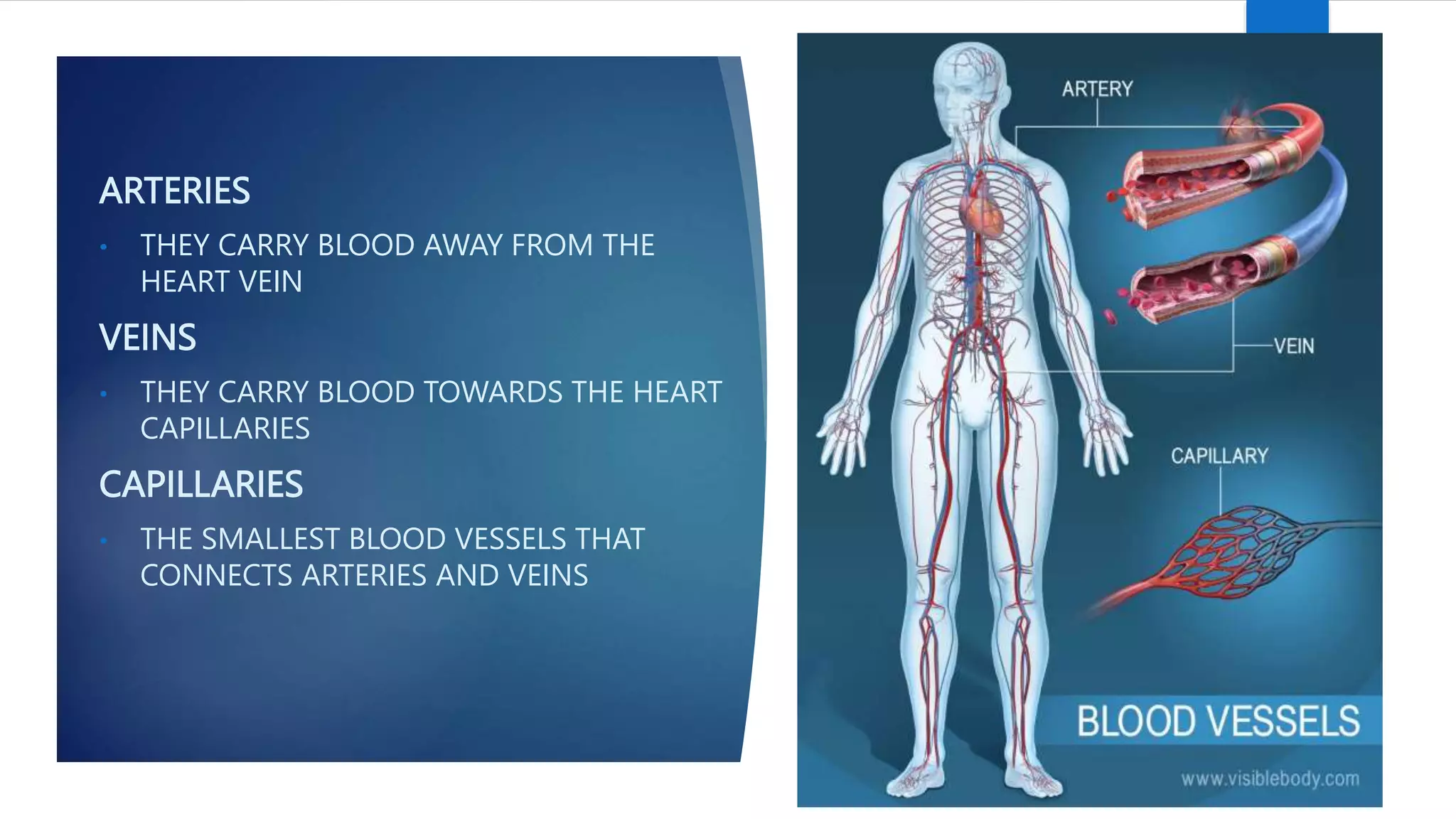 The Blood Vessels | PPT