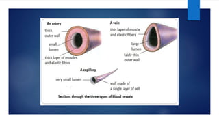 The Blood Vessels | PPT