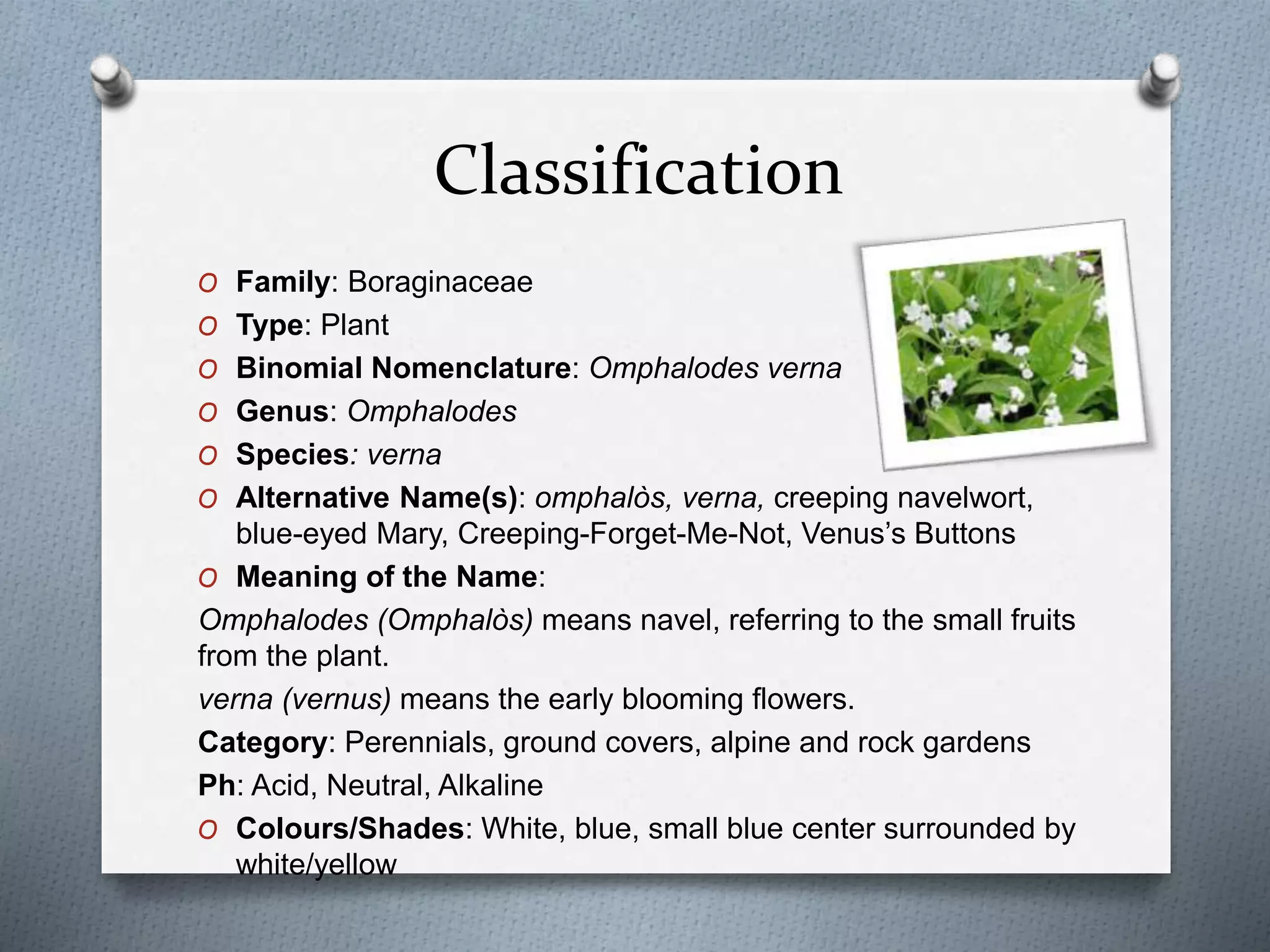 The Blue Eyed Mary (Omphalodes verna) | PPT