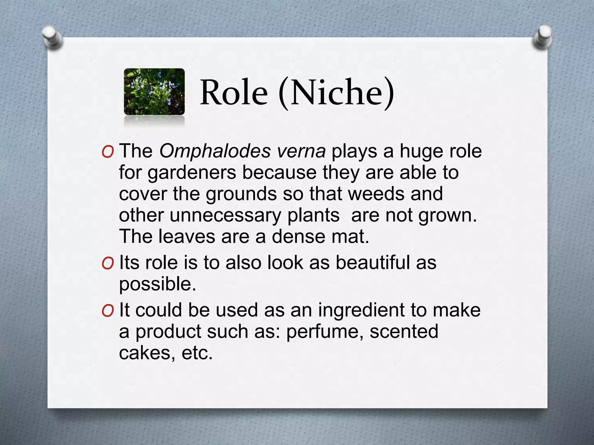 The Blue Eyed Mary (Omphalodes verna) | PPT