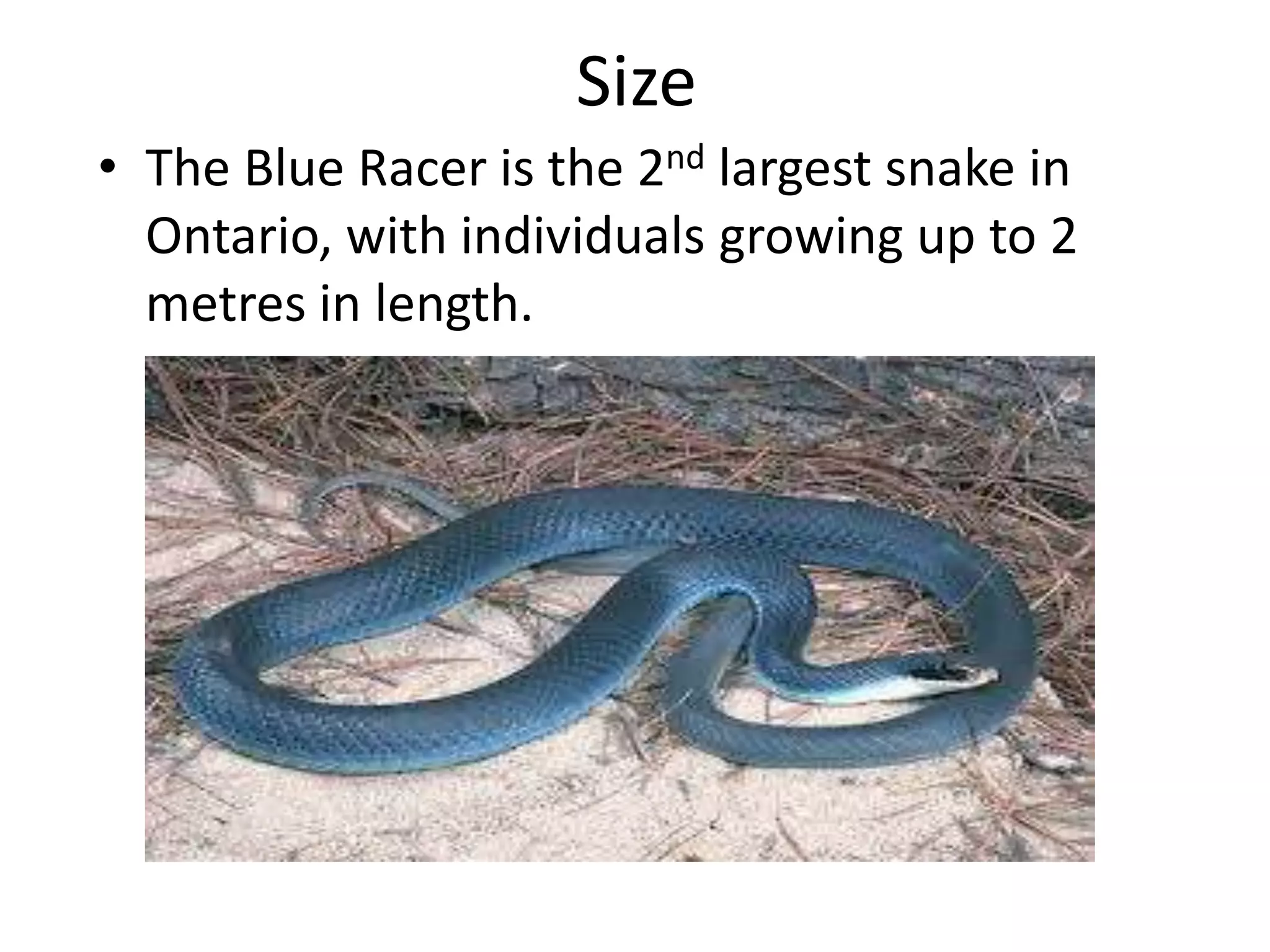 The blue racer snake | PPT