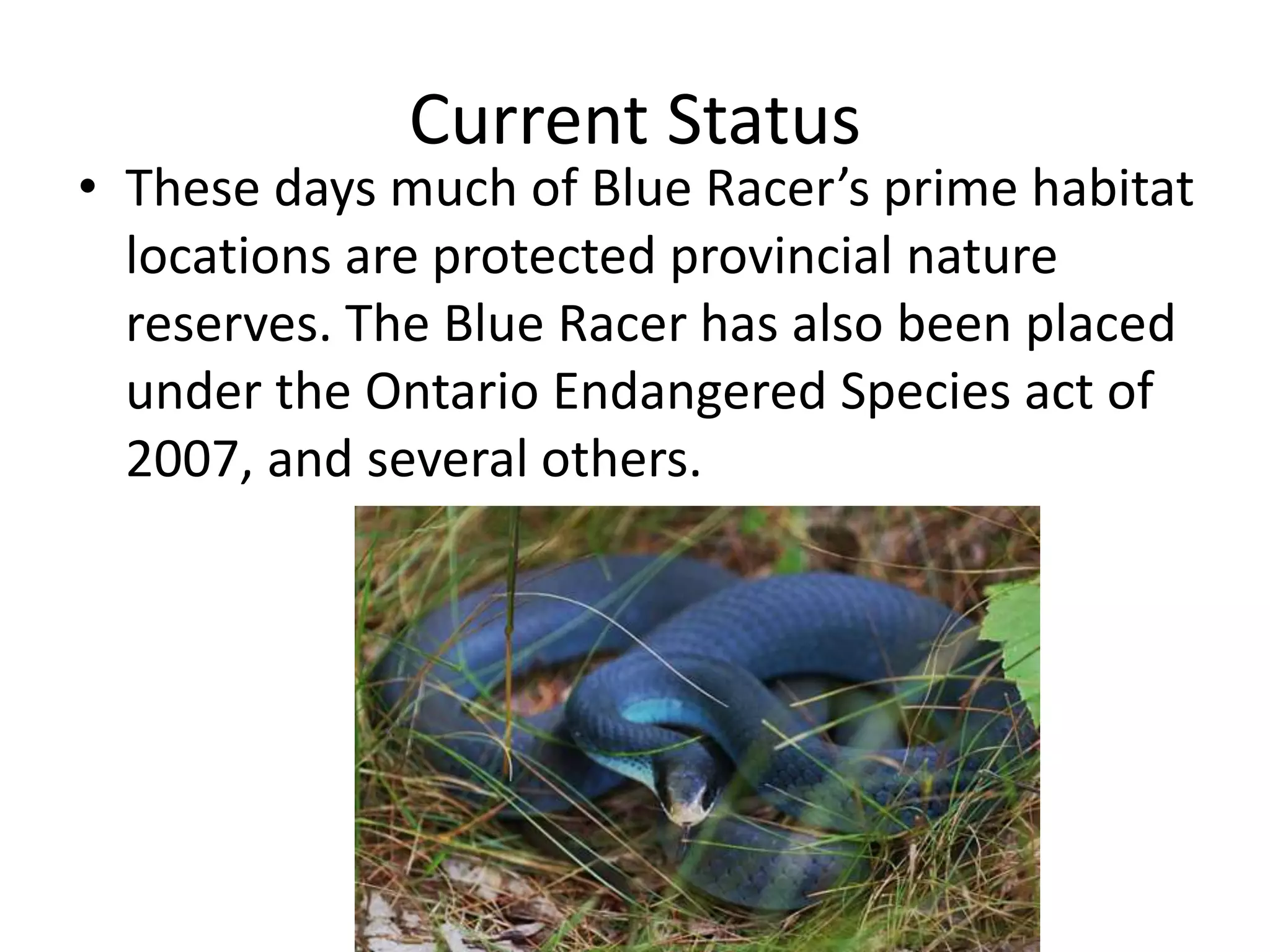 The blue racer snake | PPTX | Reptiles | Pets