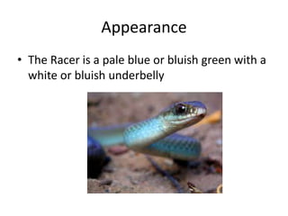 The blue racer snake | PPTX | Reptiles | Pets
