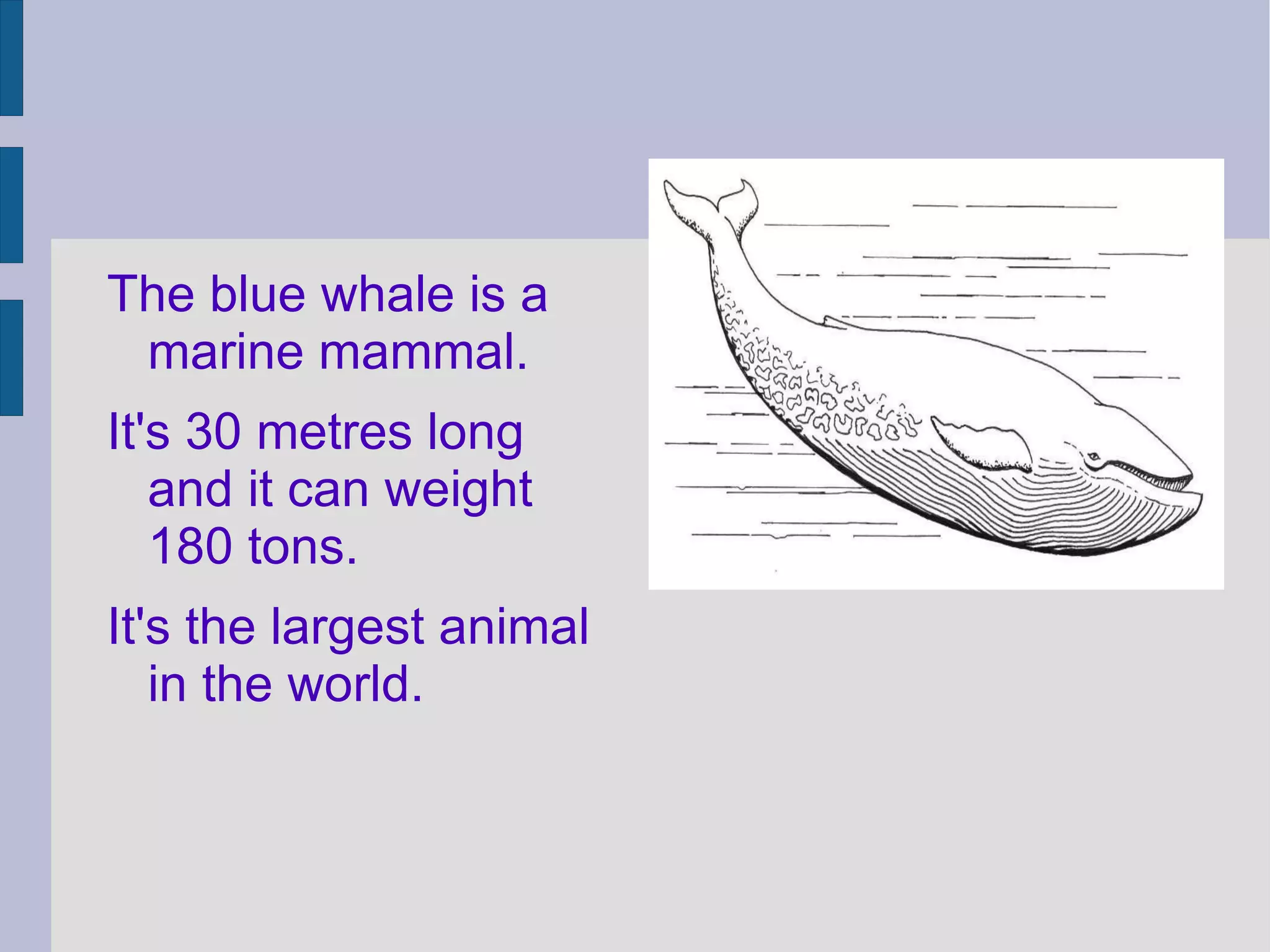 The blue whale | PPT