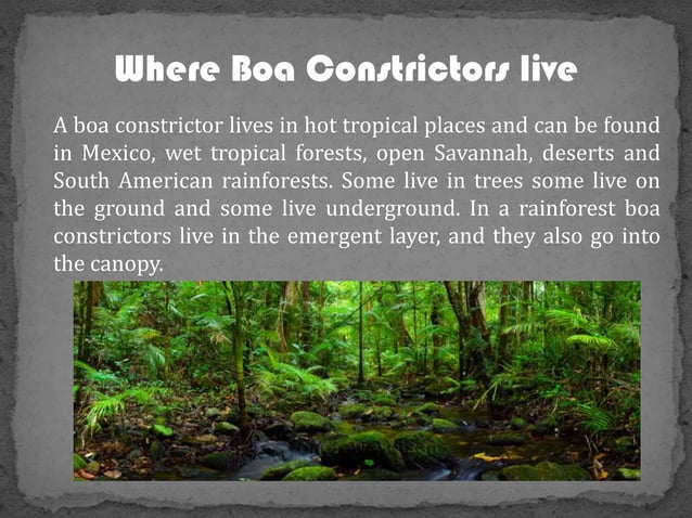 The boa constictor | PPT