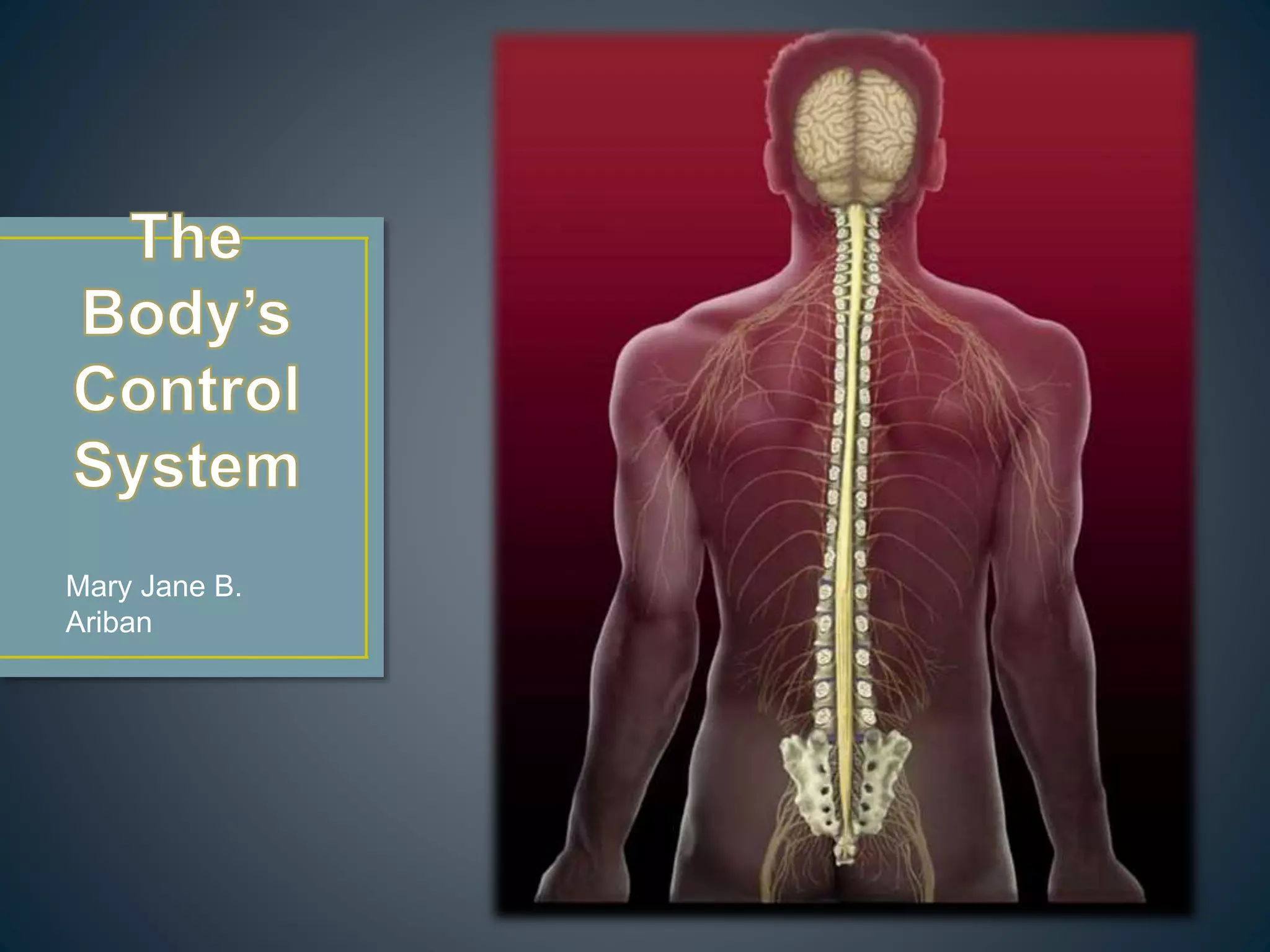The_Body_s_Control_System.pptx;filename= UTF-8''The Body_s Control ...