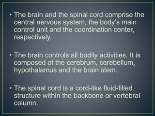 The_Body_s_Control_System.pptx;filename= UTF-8''The Body_s Control ...