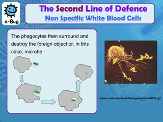 The bodys natural defences | PPT